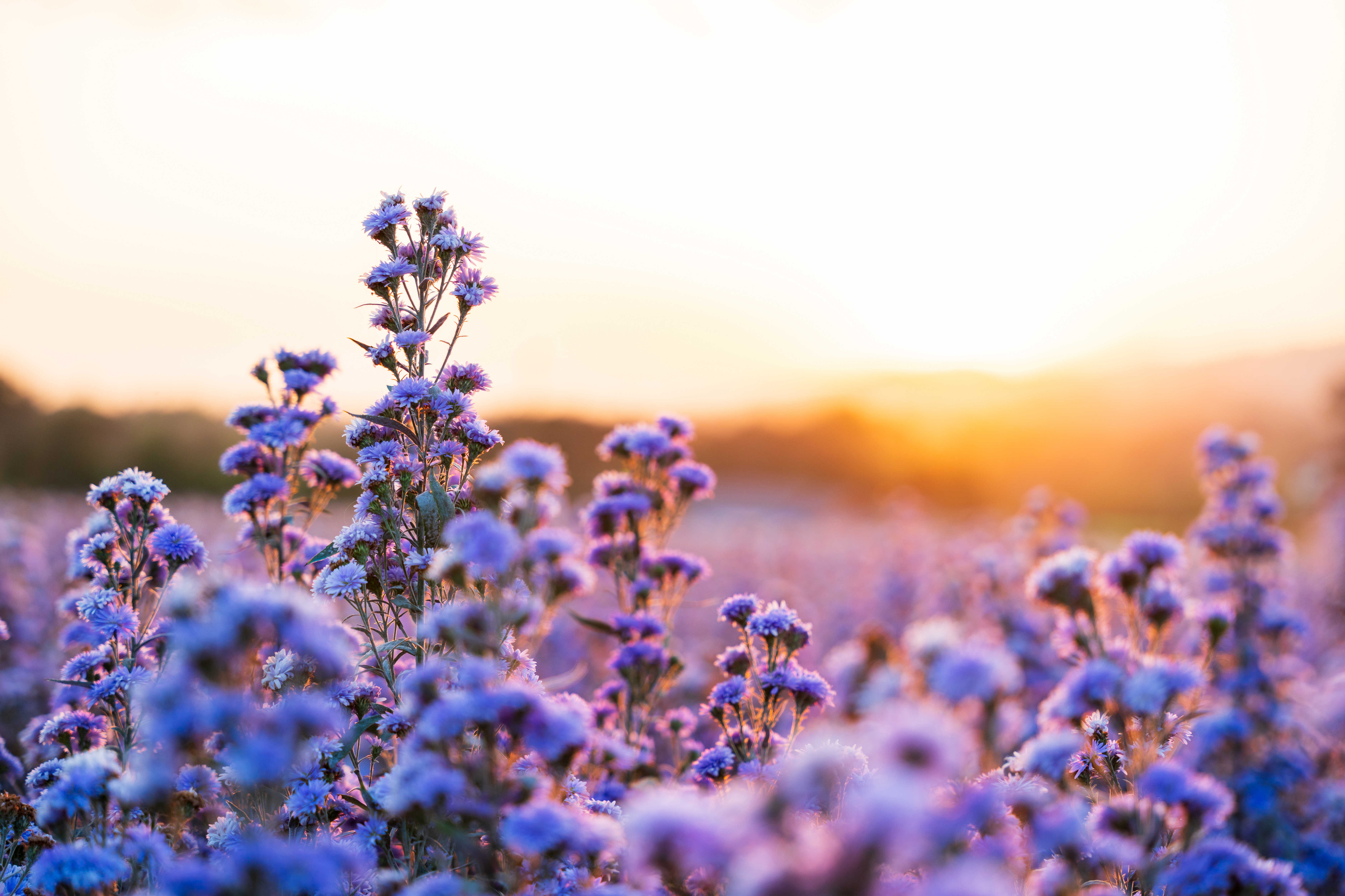 Scanlin Cremation and Burial